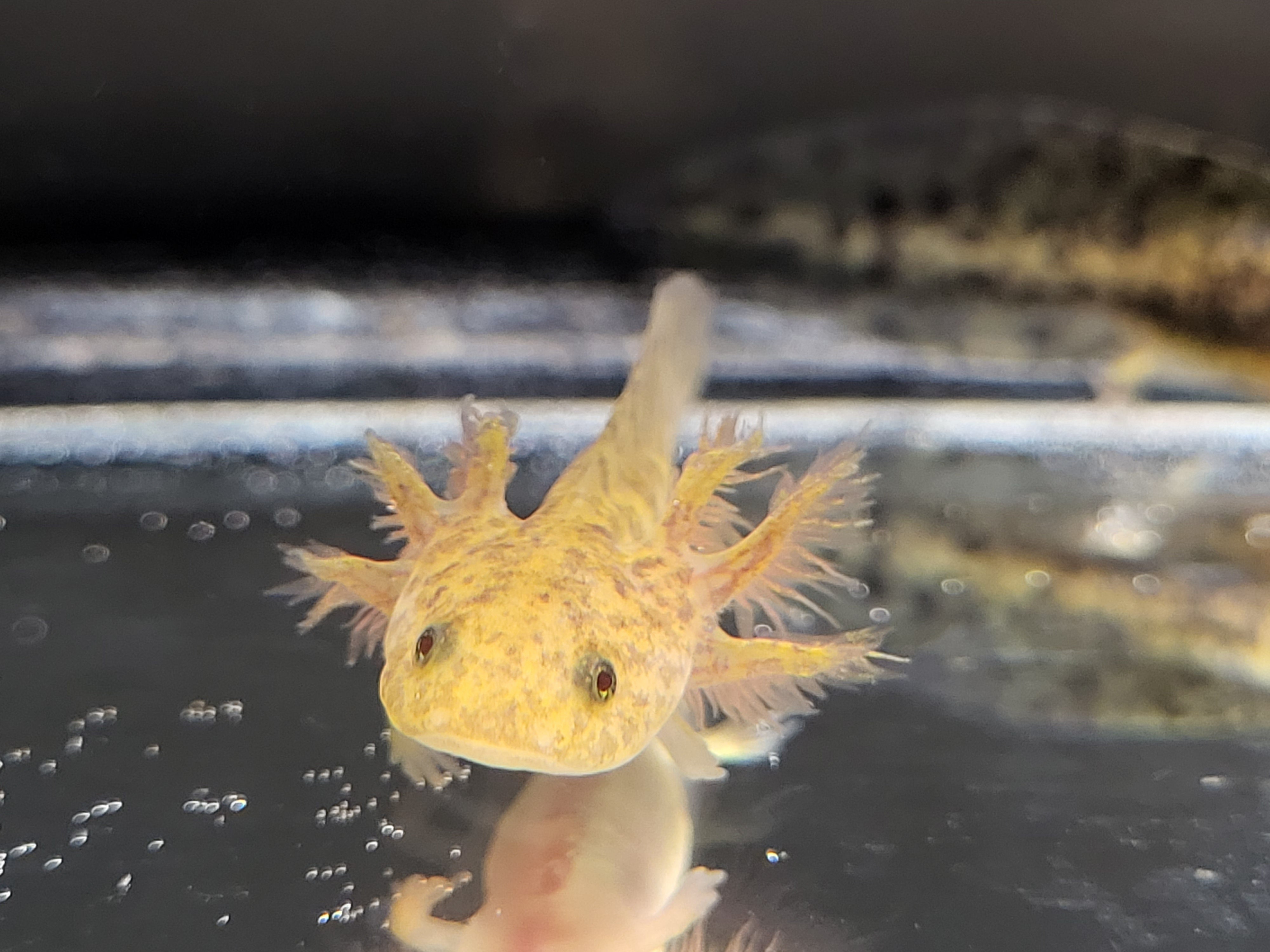 Axolotl Copper (Various Sizes) – J P Success, Inc.