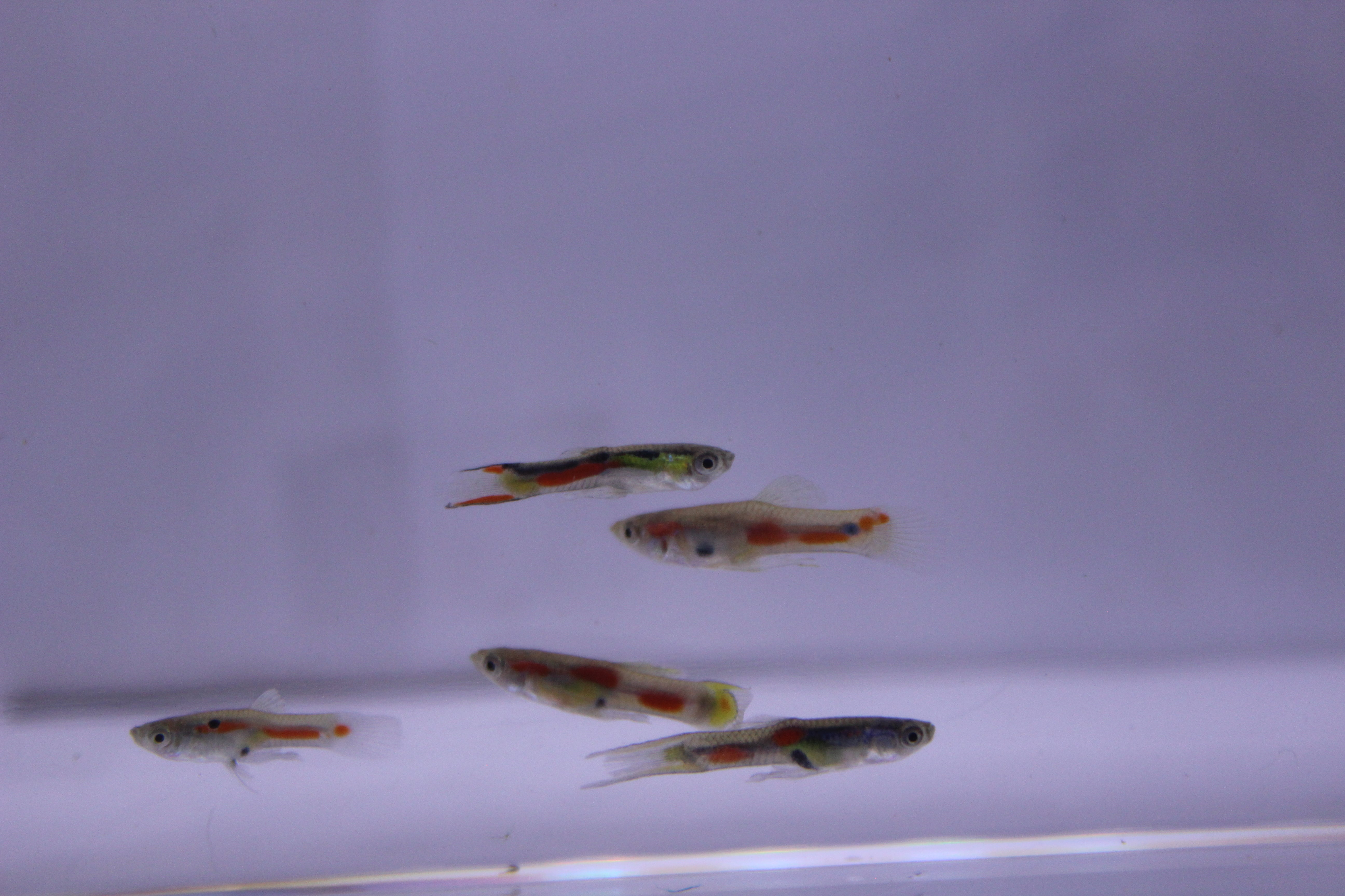 Endler's Livebearers – J P Success, Inc.