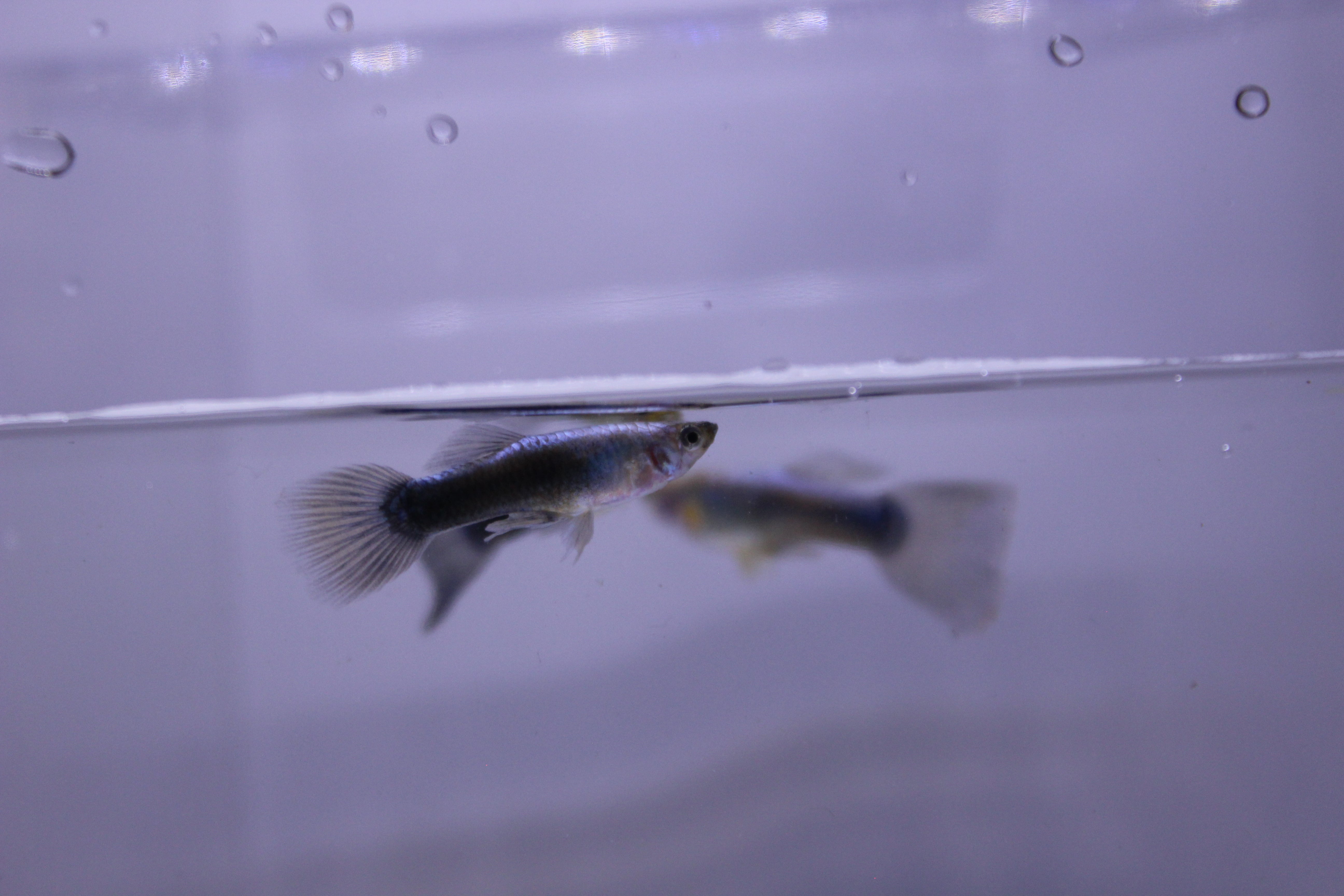 Male Blue Neon Guppy – J P Success, Inc.