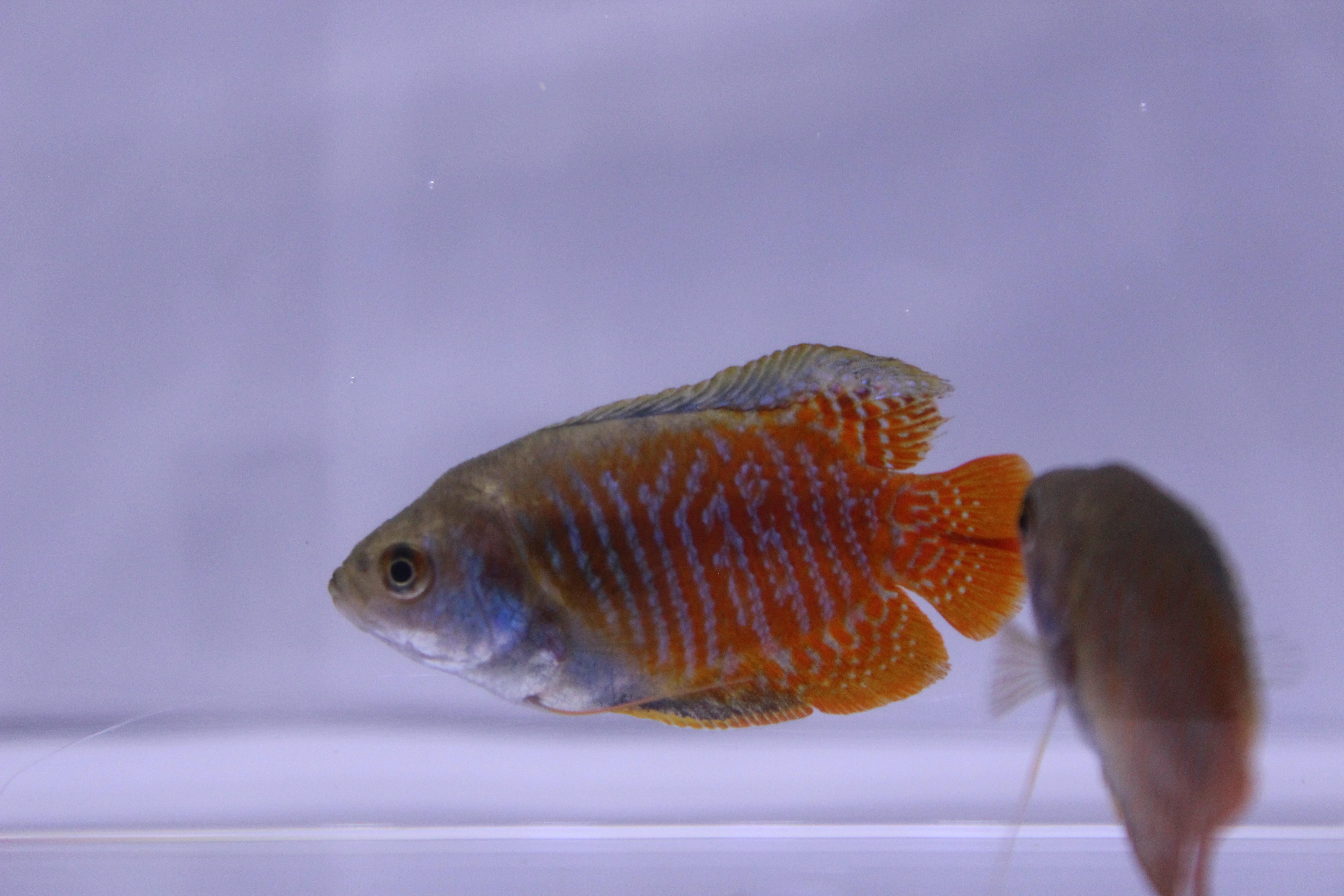 Male Flame Dwarf Gourami – J P Success, Inc.
