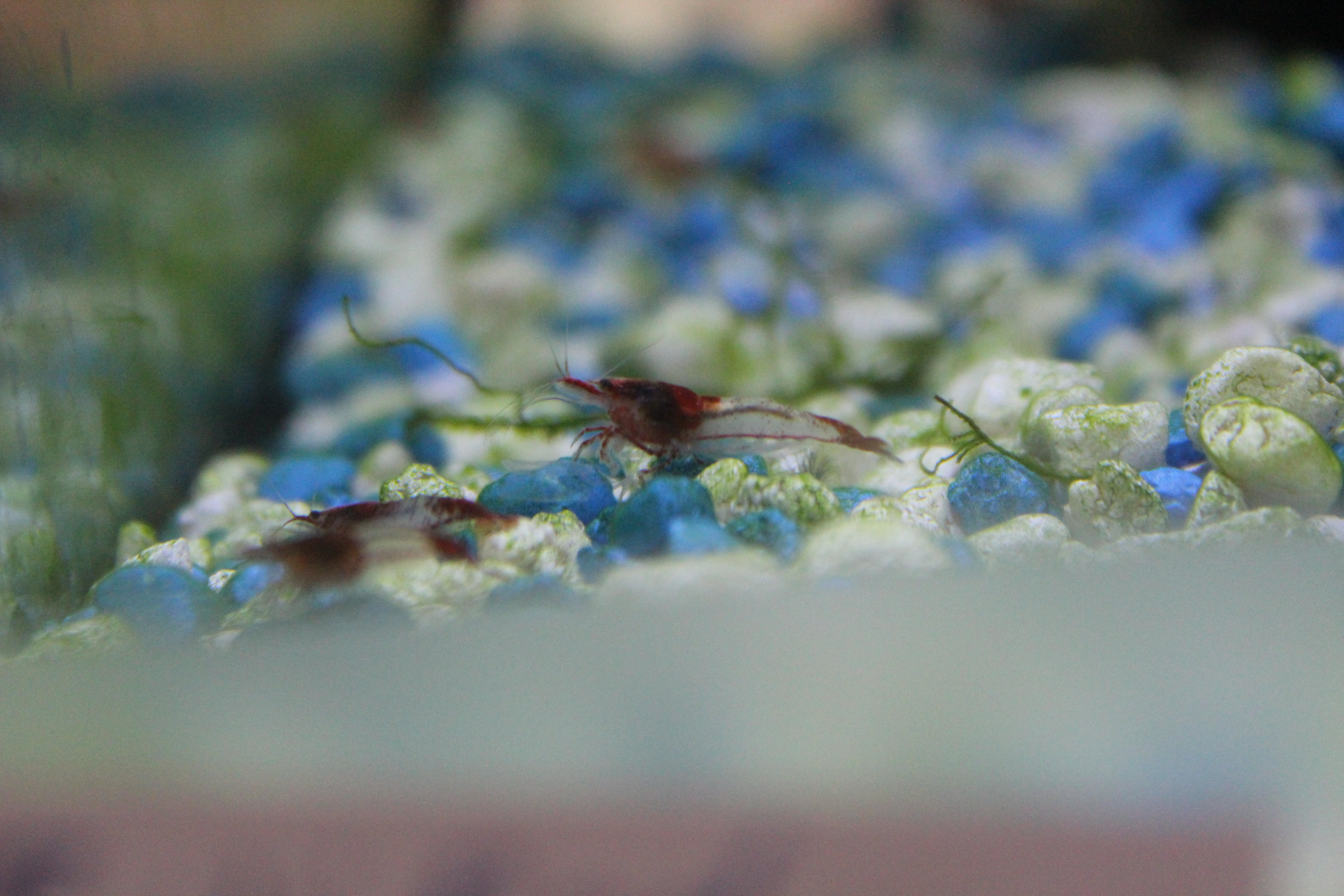 Red Rili Shrimp – J P Success, Inc.