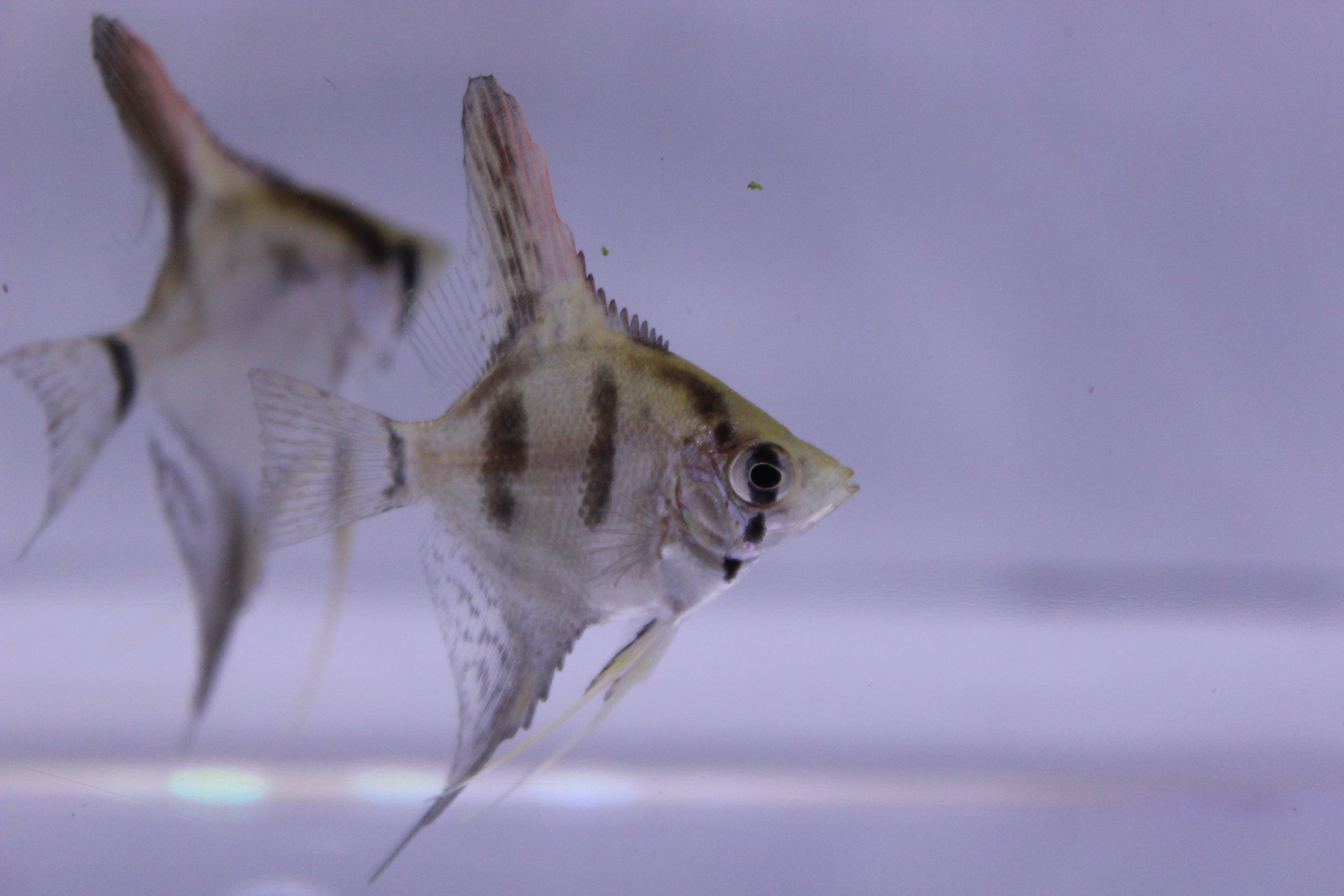 Silver Angelfish SM – J P Success, Inc.