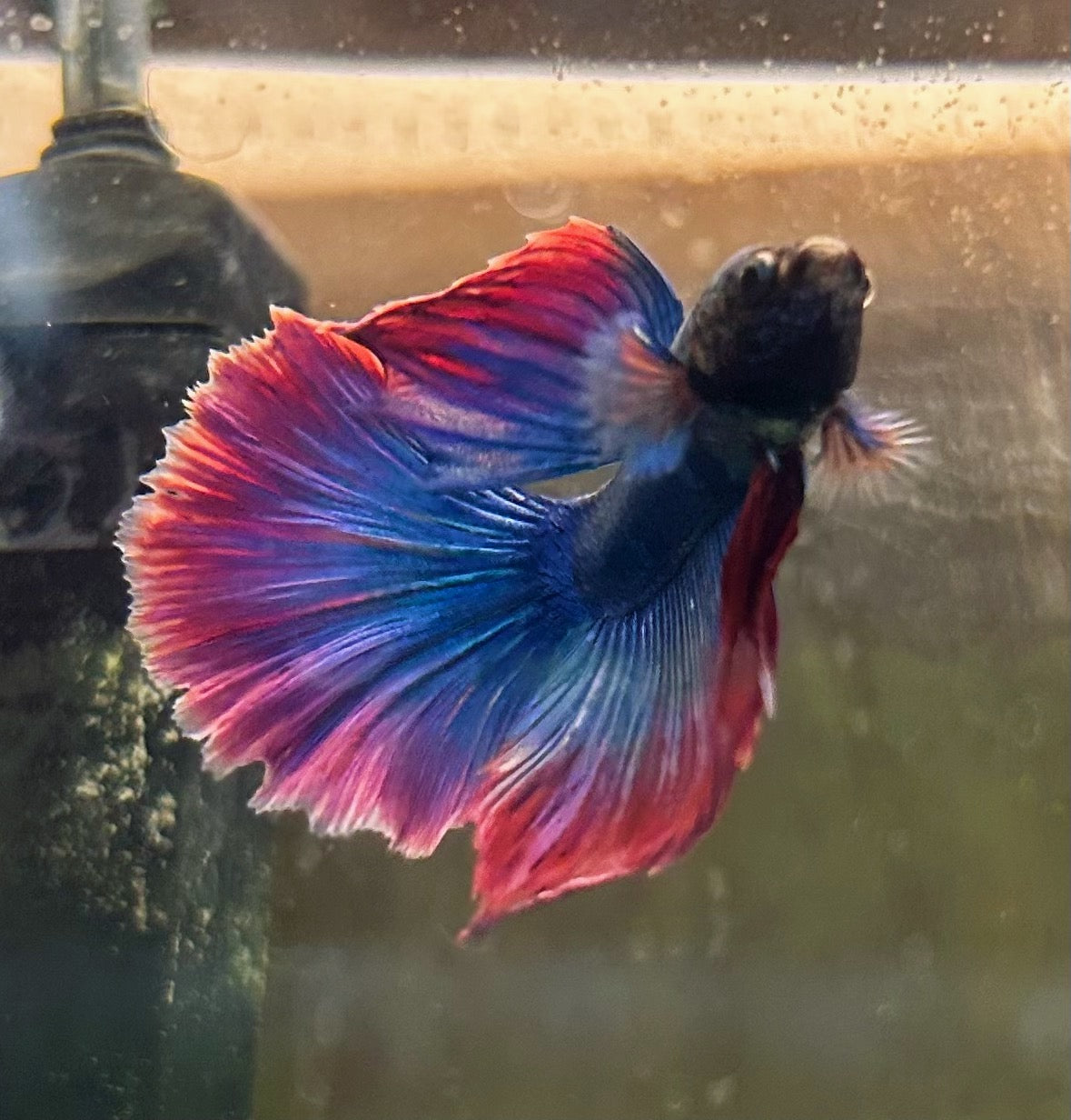 Betta Half Moon Hand Select – J P Success, Inc.