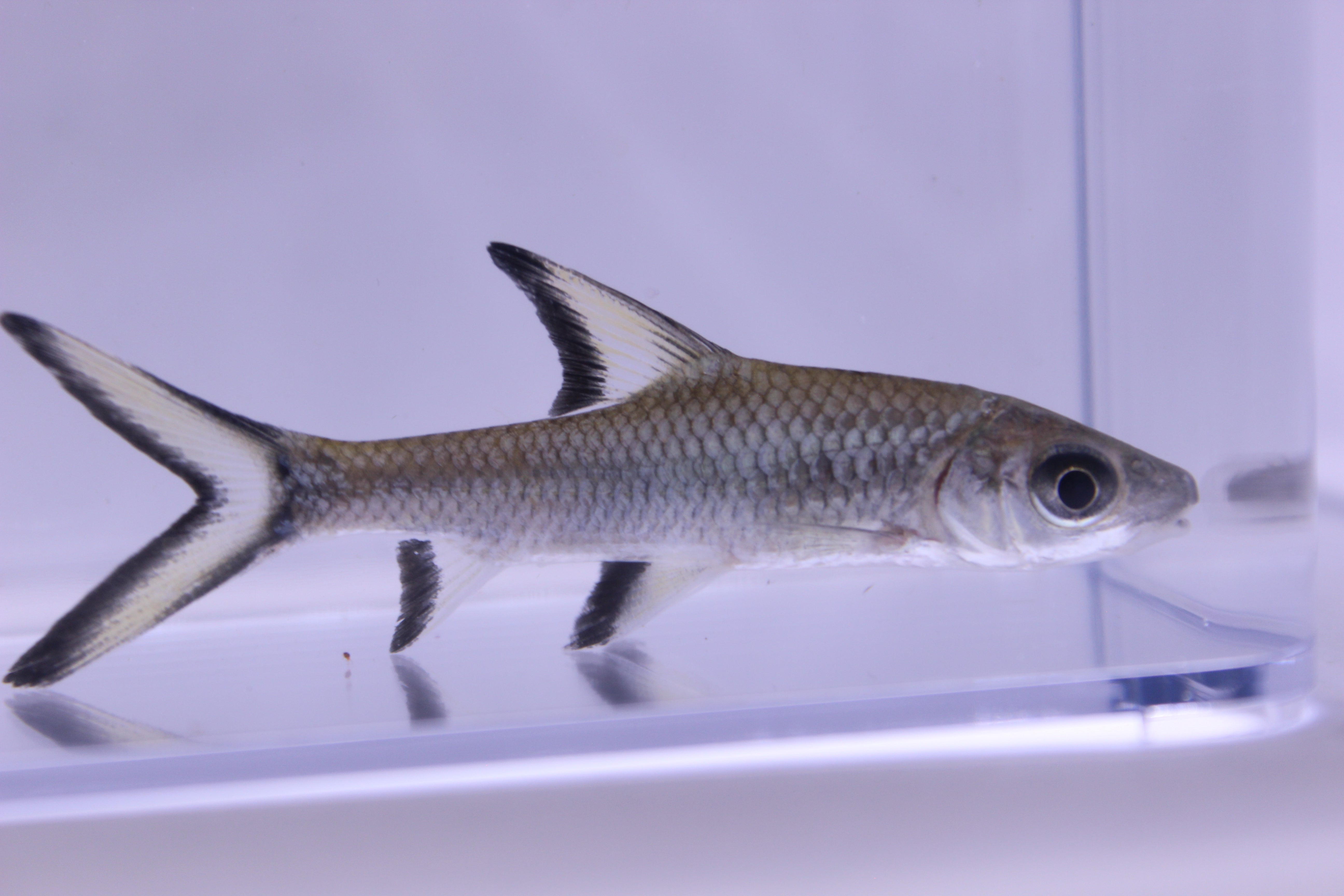 Shark Bala – J P Success, Inc.