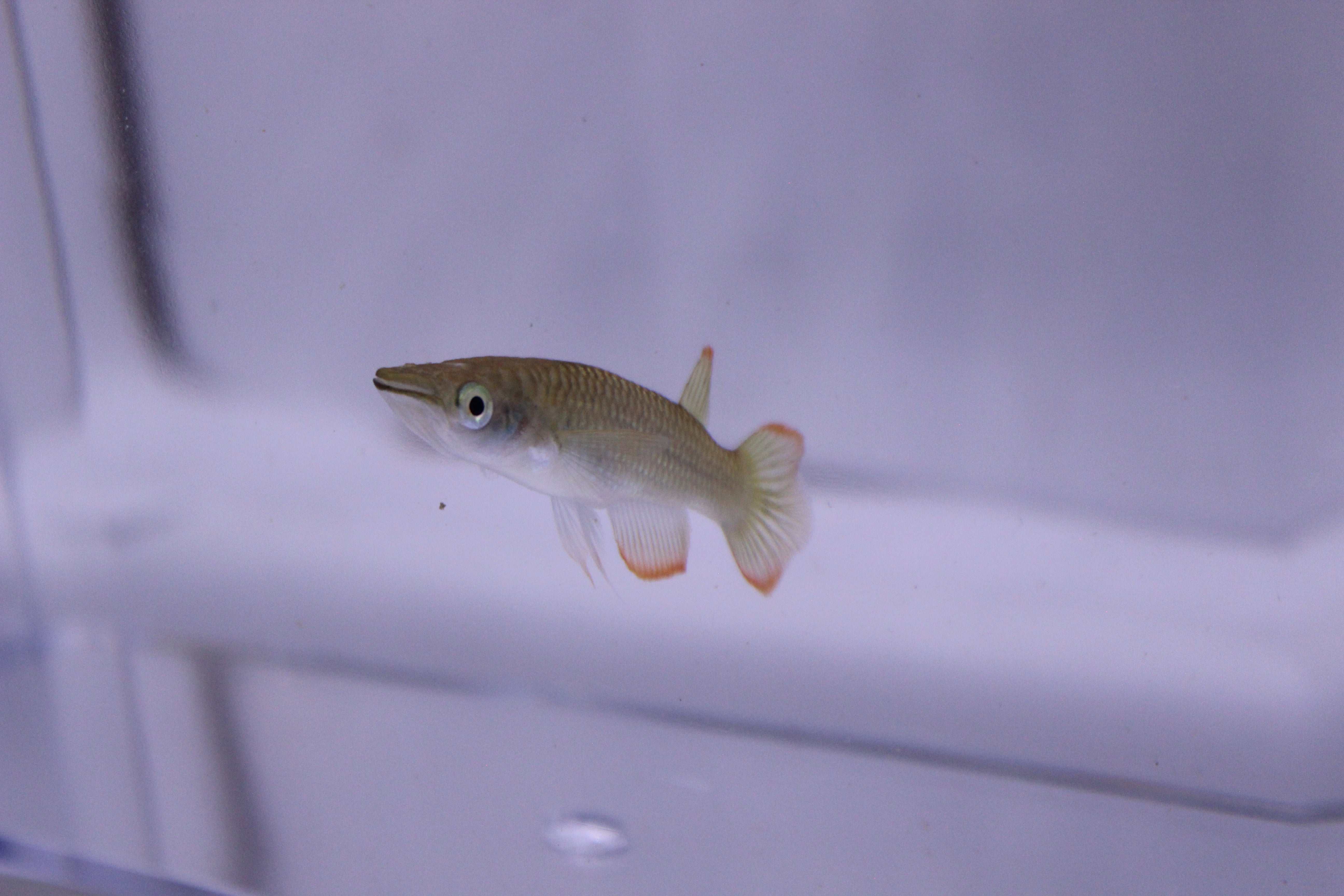 Golden Wonder Killifish – J P Success, Inc.