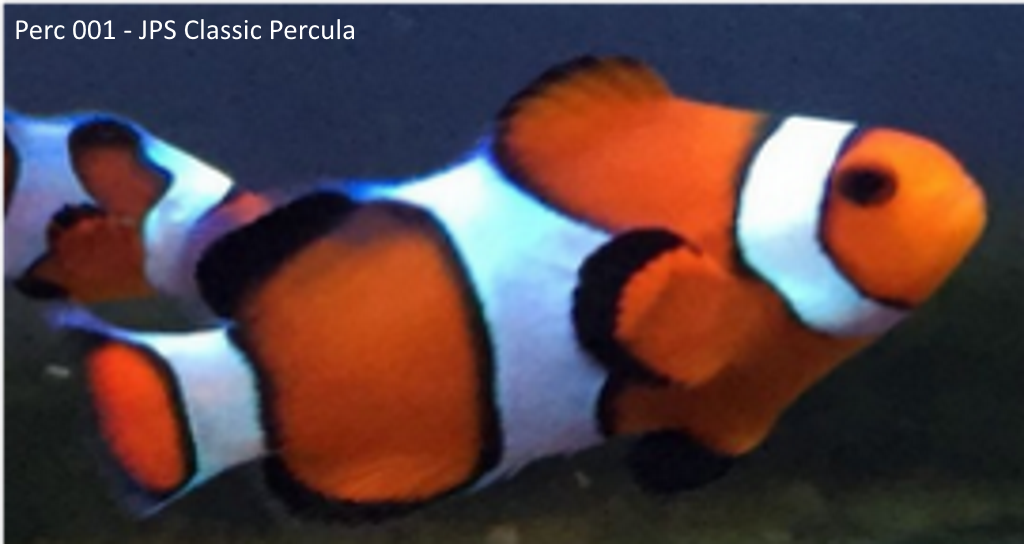 JPS Classic Percula – J P Success, Inc.